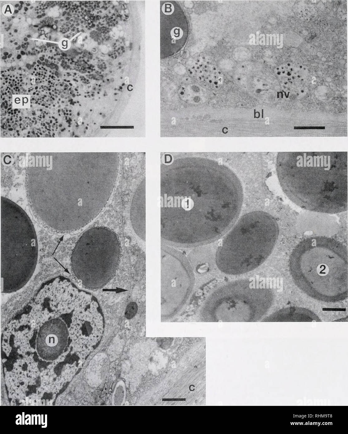 . The Biological bulletin. Biology; Zoology; Biology; Marine Biology ...
