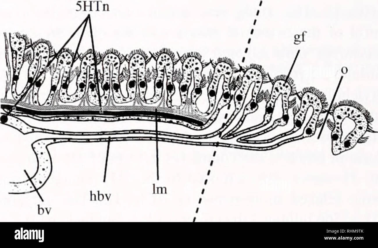 . The Biological bulletin. Biology; Zoology; Biology; Marine Biology ...