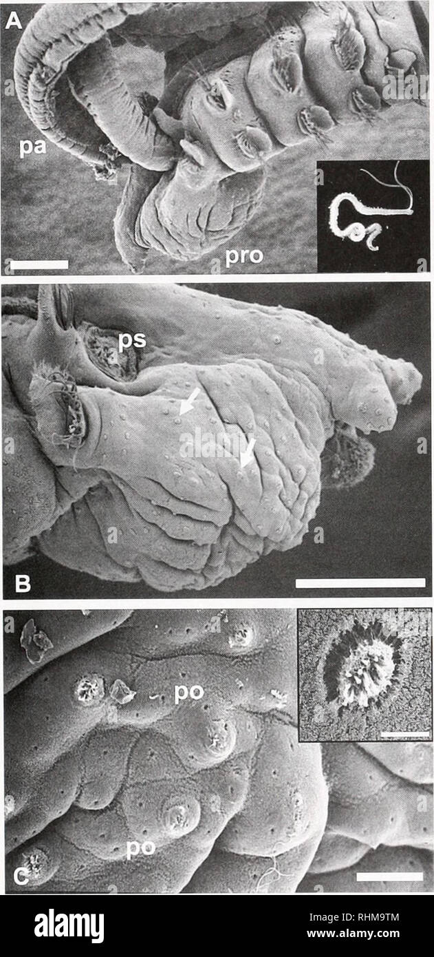Sensory palps hi-res stock photography and images - Alamy
