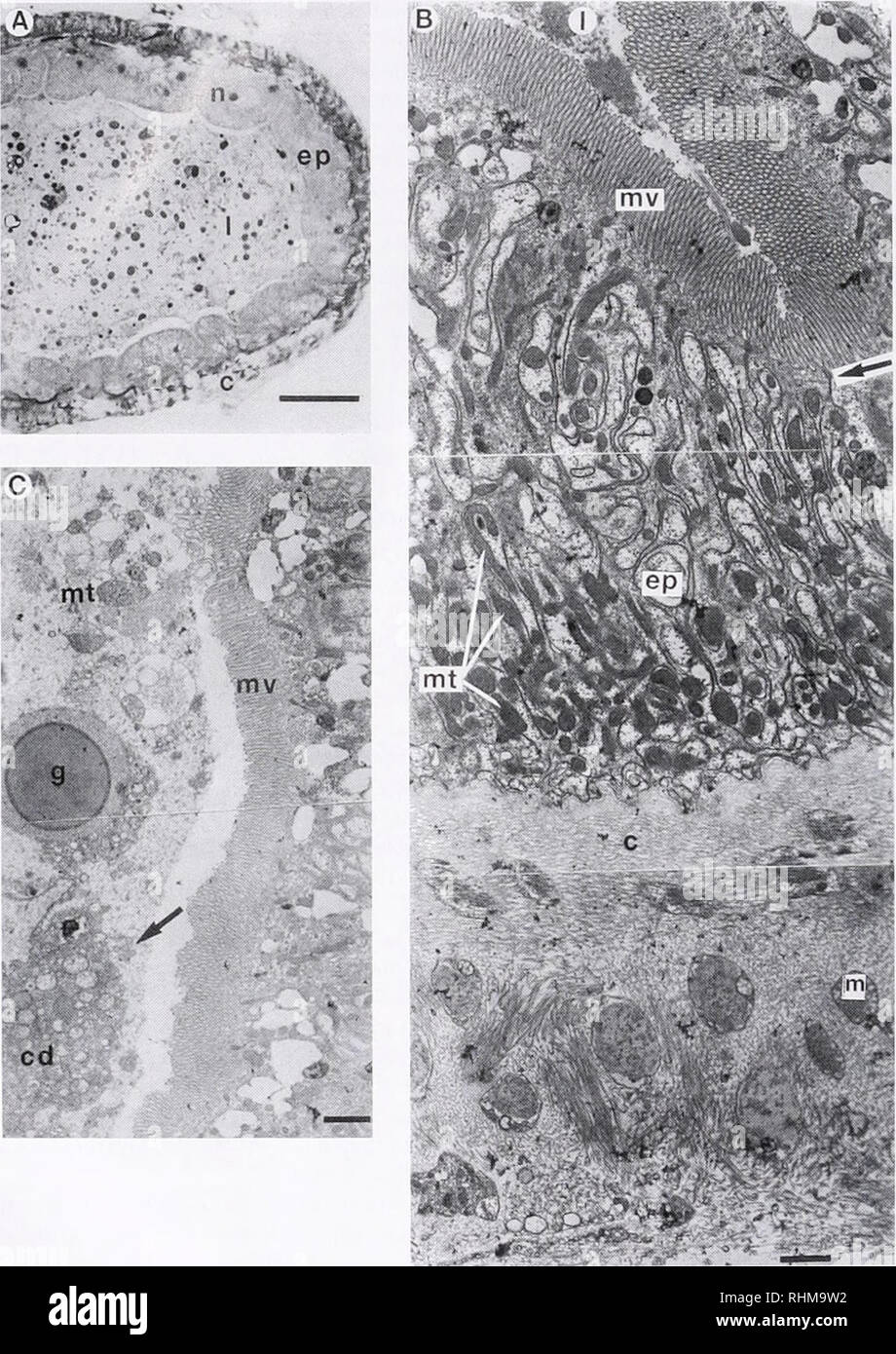 . The Biological bulletin. Biology; Zoology; Biology; Marine Biology ...
