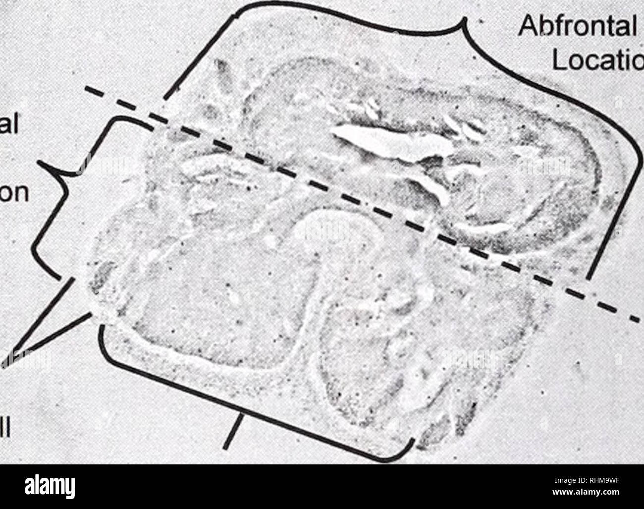 . The Biological bulletin. Biology; Zoology; Biology; Marine Biology ...