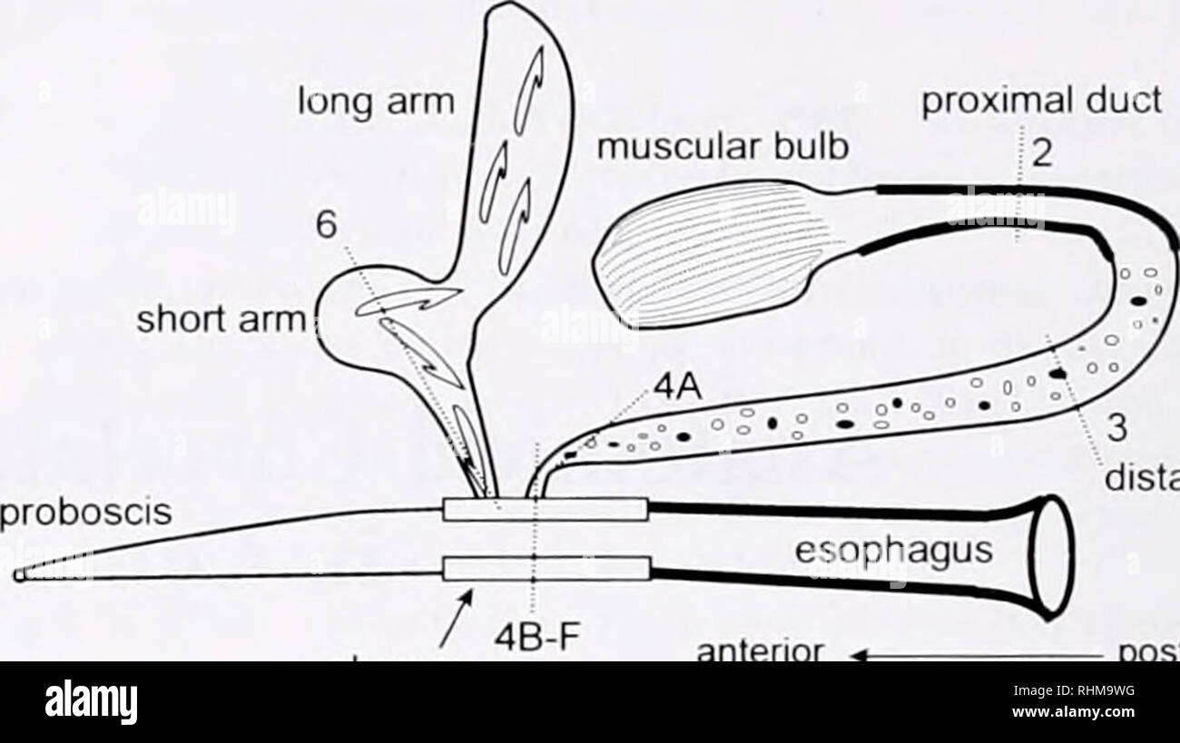 . The Biological bulletin. Biology; Zoology; Biology; Marine Biology ...