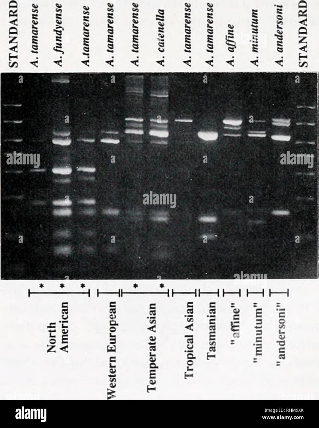 Rflp hi-res stock photography and images - Alamy