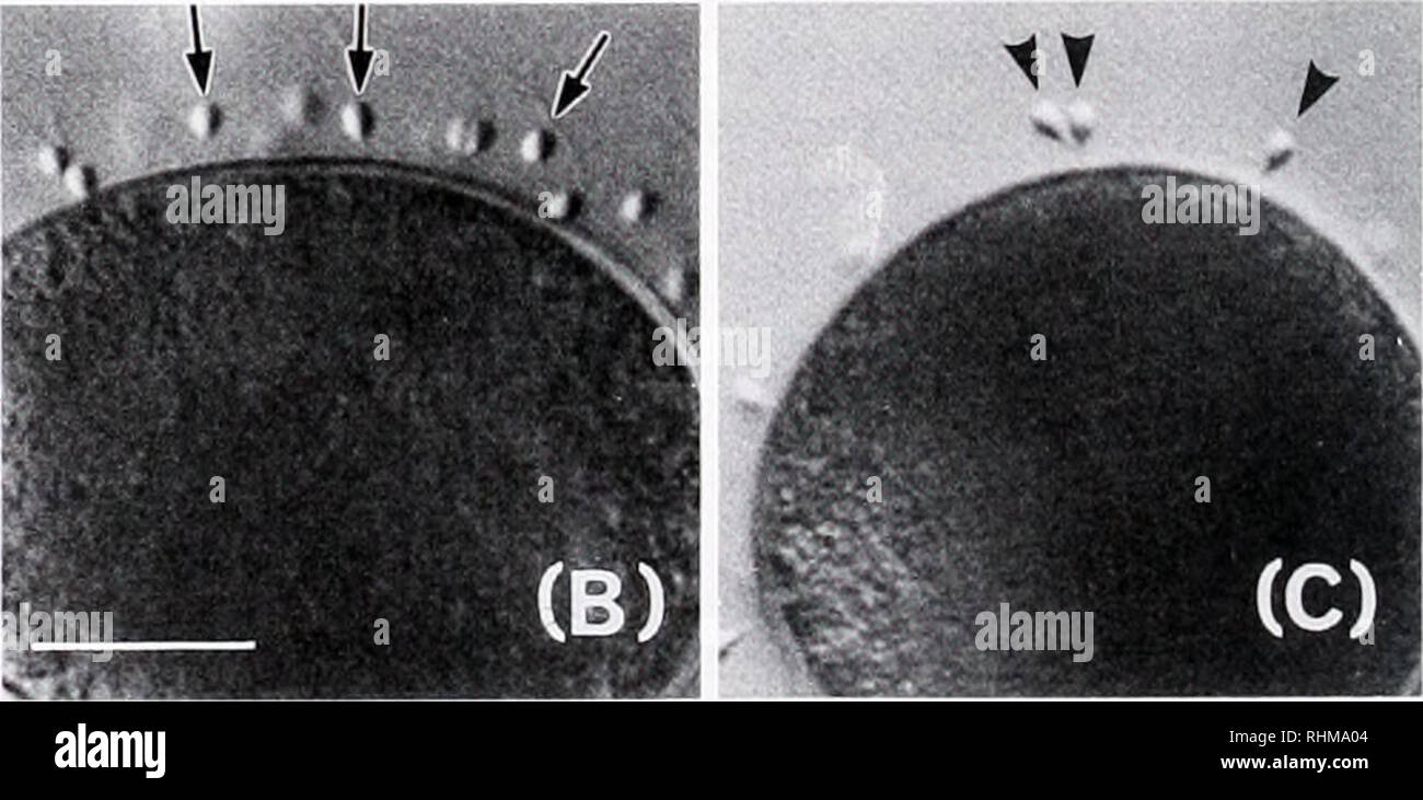 Oocyte sem hi-res stock photography and images - Alamy