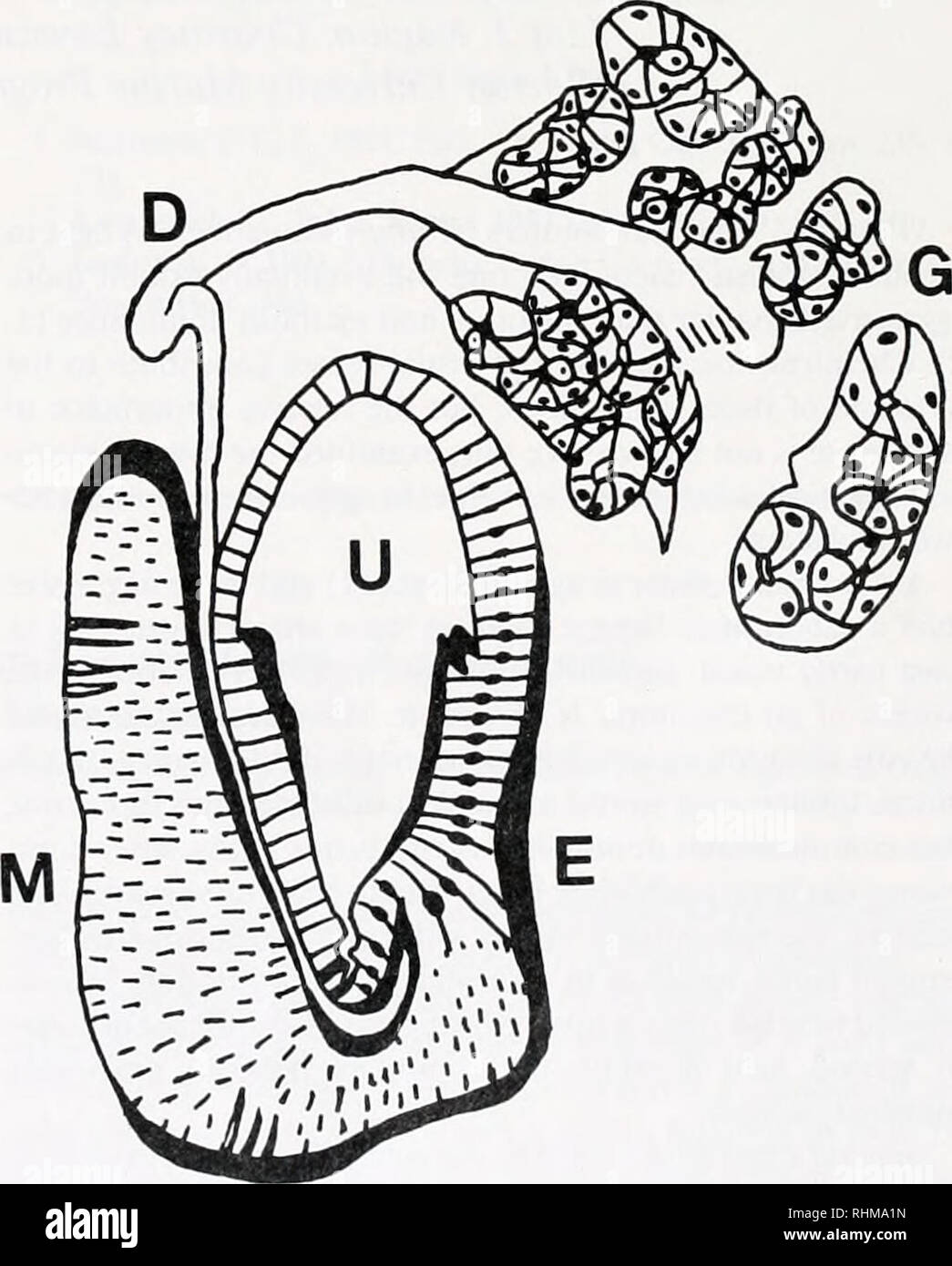 . The Biological bulletin. Biology; Zoology; Biology; Marine Biology ...