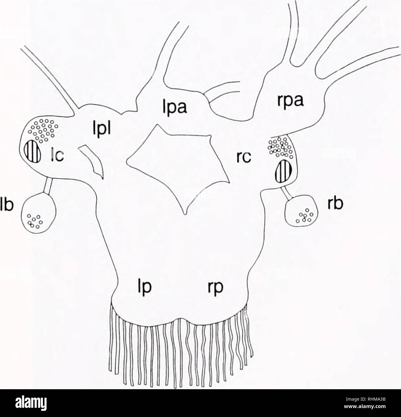 . The Biological bulletin. Biology; Zoology; Biology; Marine Biology ...