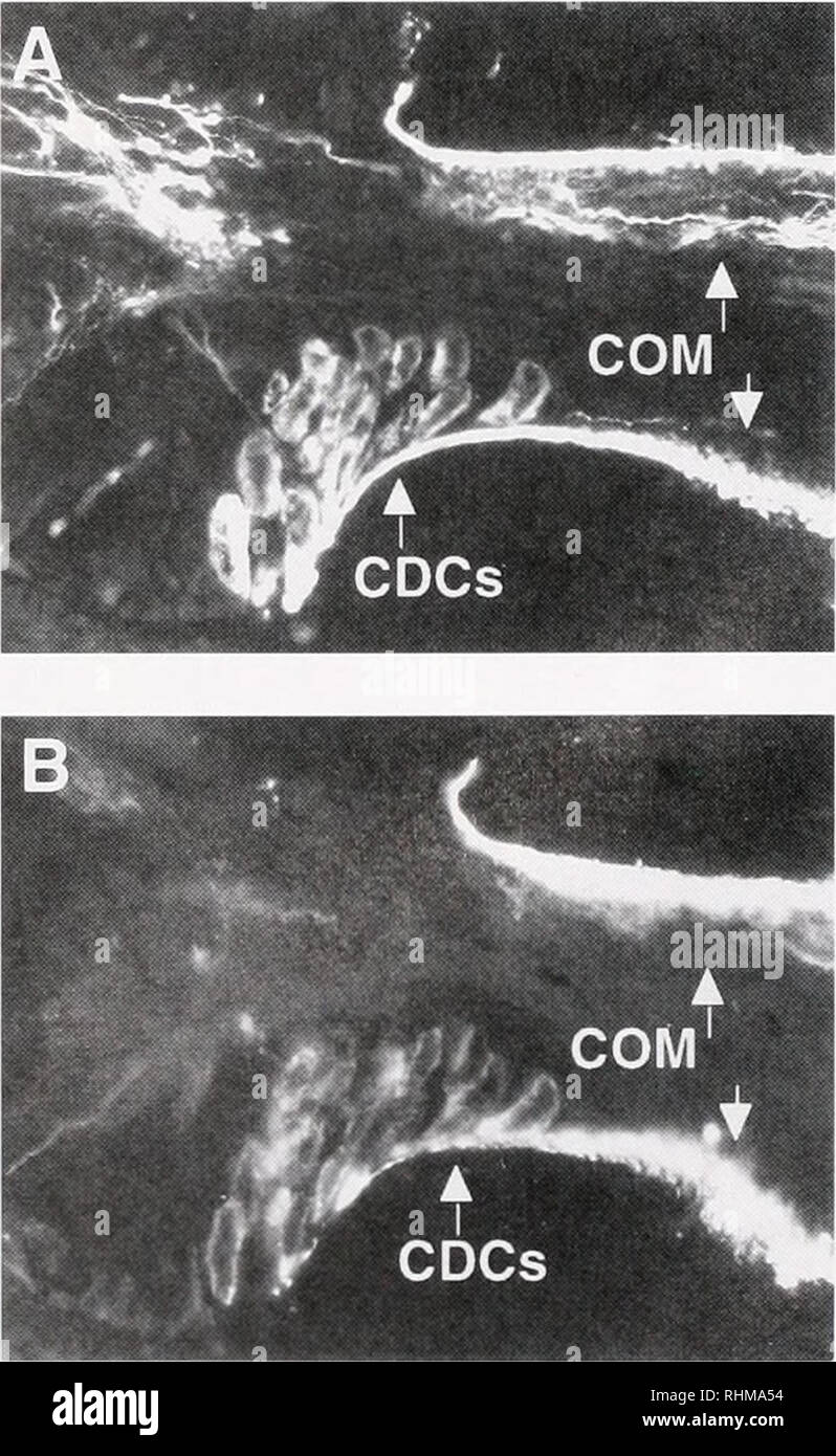 Cdch hi-res stock photography and images - Alamy