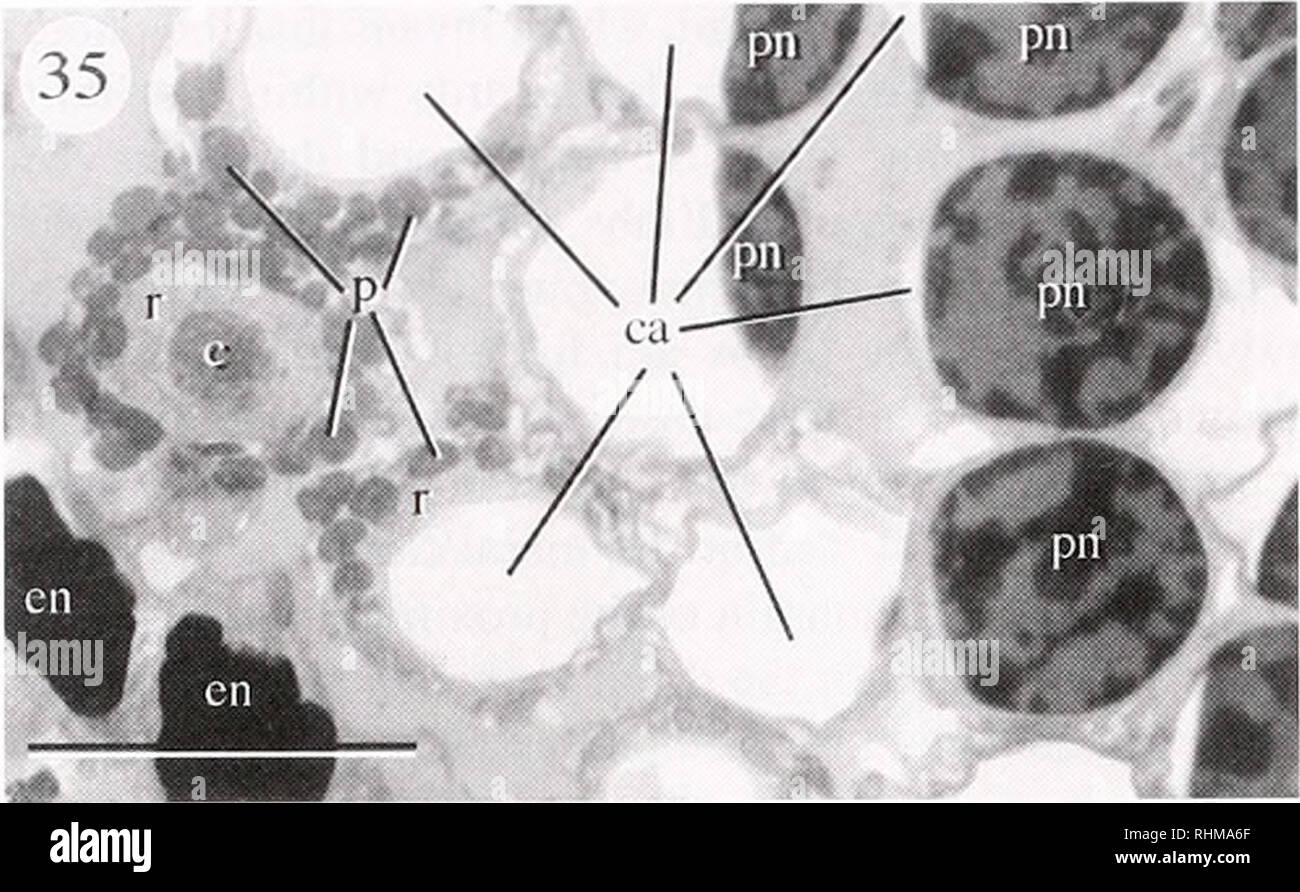 . The Biological bulletin. Biology; Zoology; Biology; Marine Biology ...