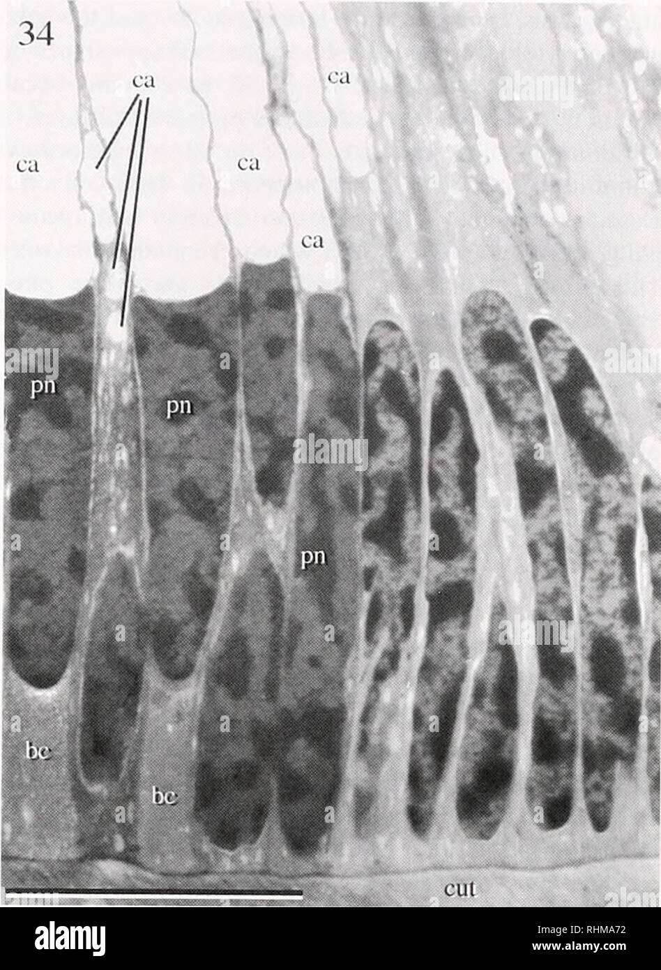 Articulating joint hi-res stock photography and images - Alamy