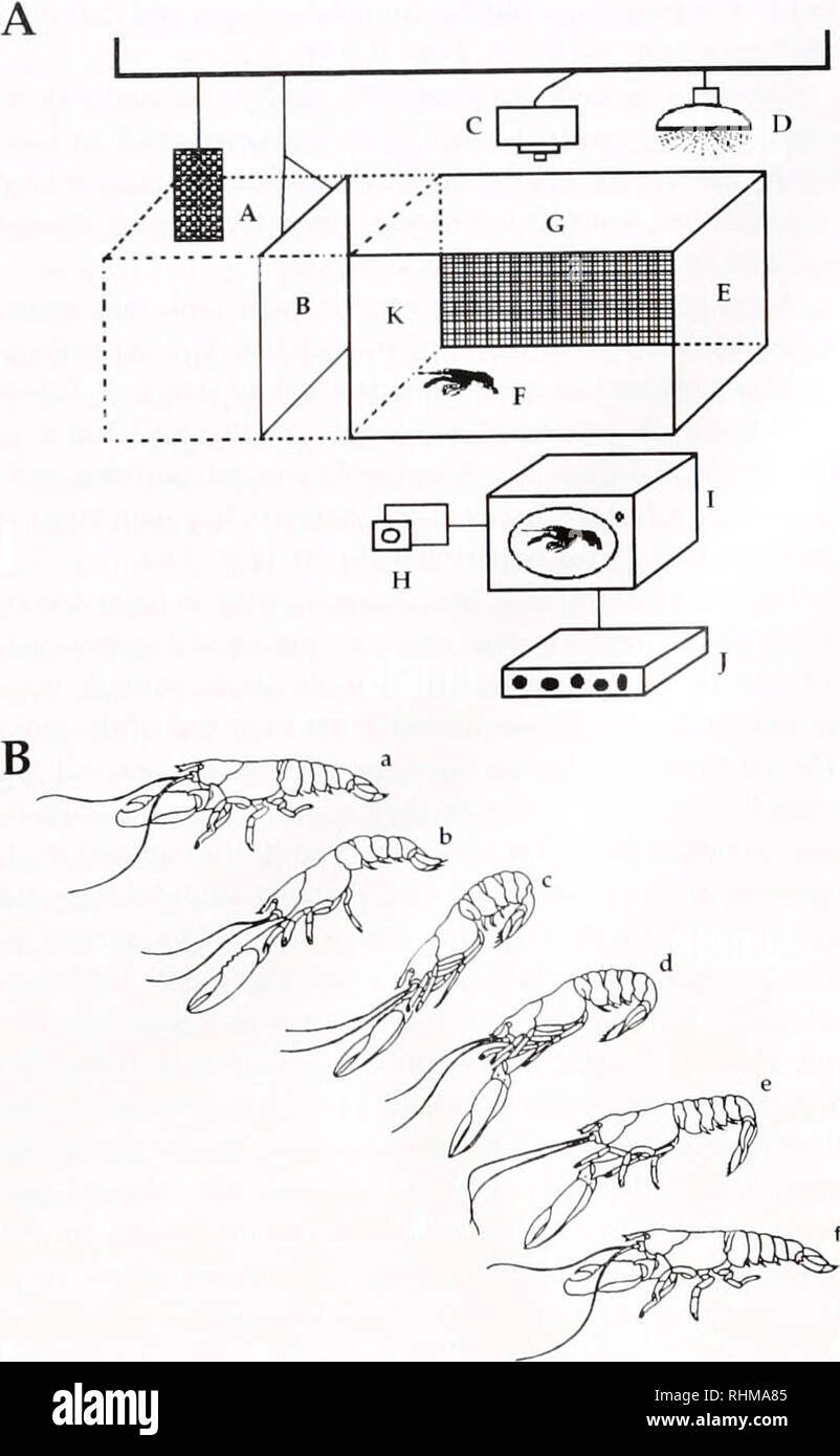 . The Biological bulletin. Biology; Zoology; Biology; Marine Biology ...