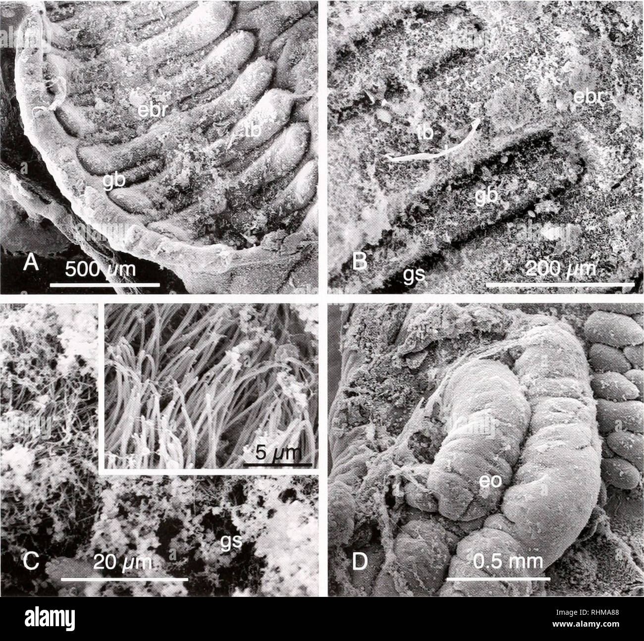 . The Biological bulletin. Biology; Zoology; Biology; Marine Biology ...