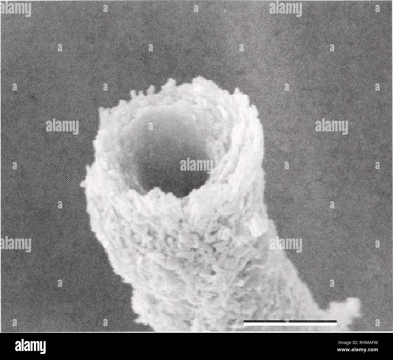 Endolithic algae hi-res stock photography and images - Alamy