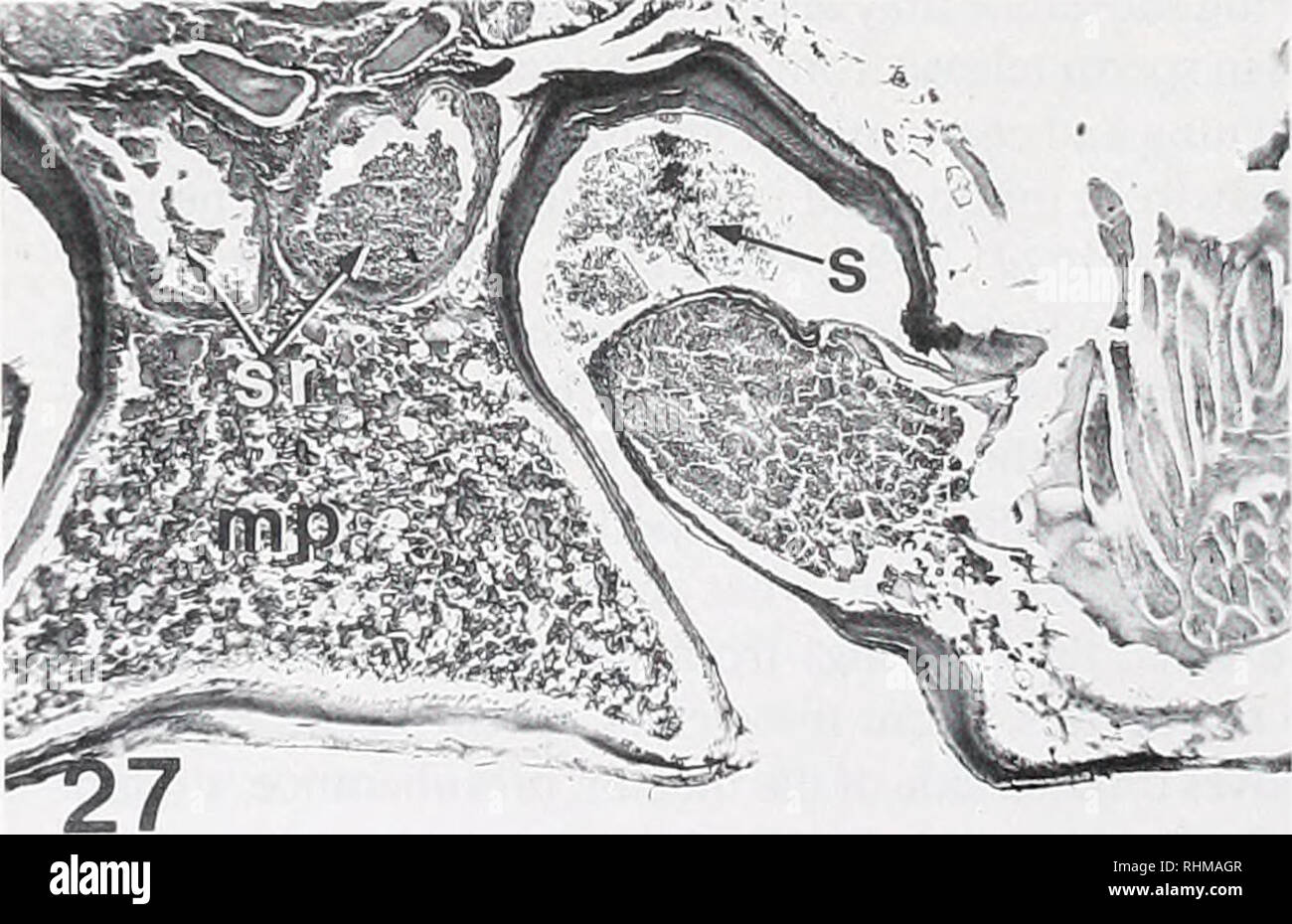 . The Biological bulletin. Biology; Zoology; Biology; Marine Biology ...