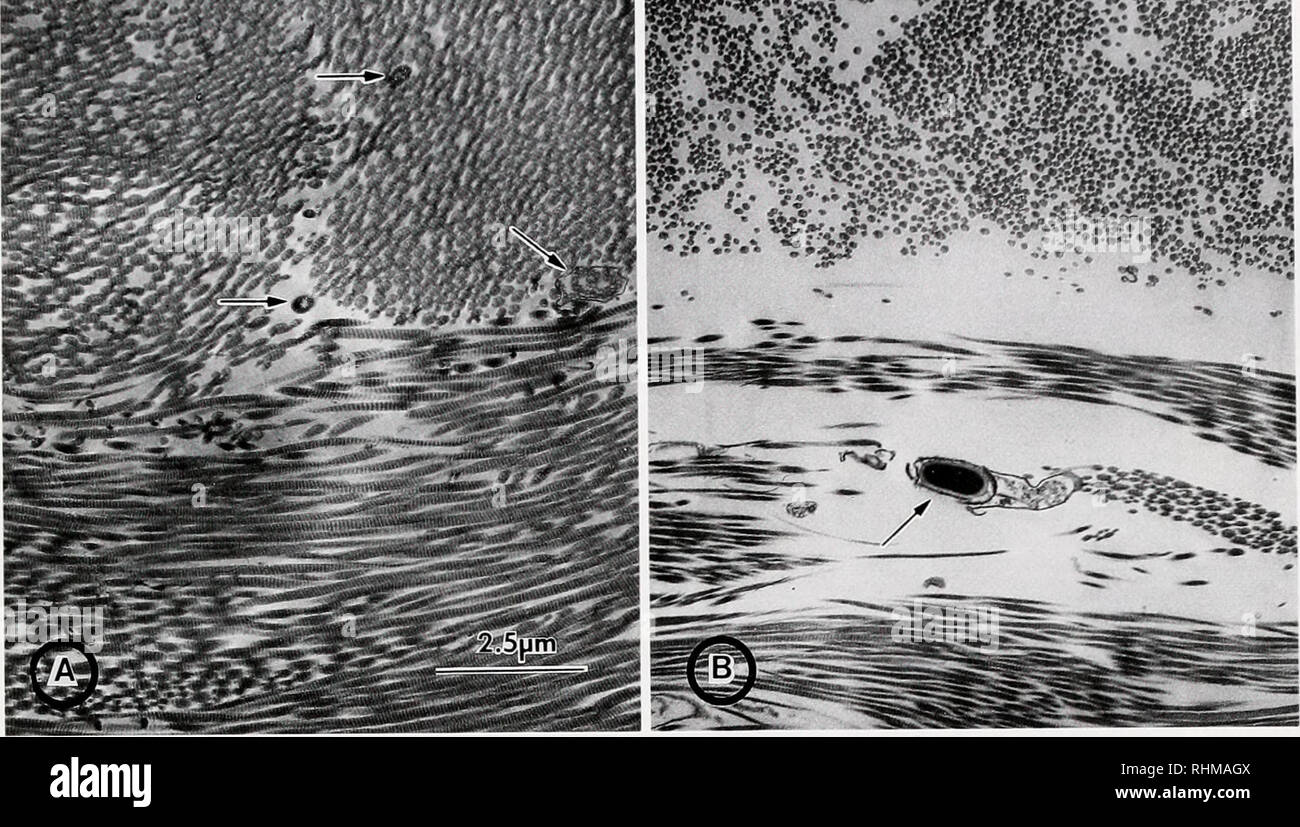 . The Biological bulletin. Biology; Zoology; Biology; Marine Biology ...