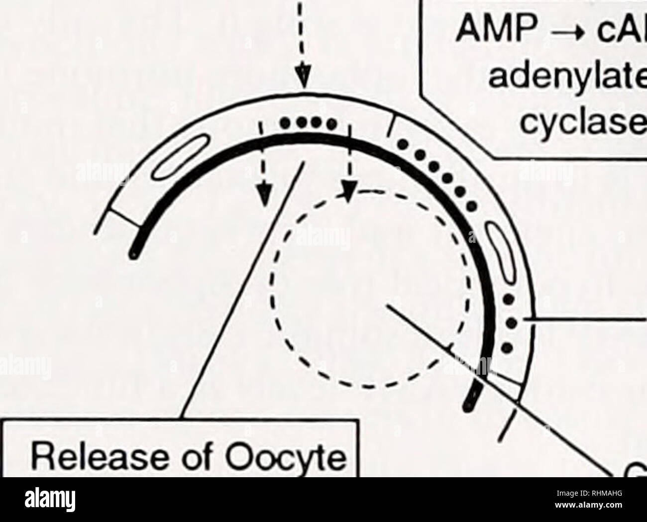 Amp camp hi-res stock photography and images - Alamy