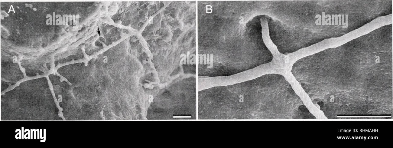 Endolithic fungi hi-res stock photography and images - Alamy