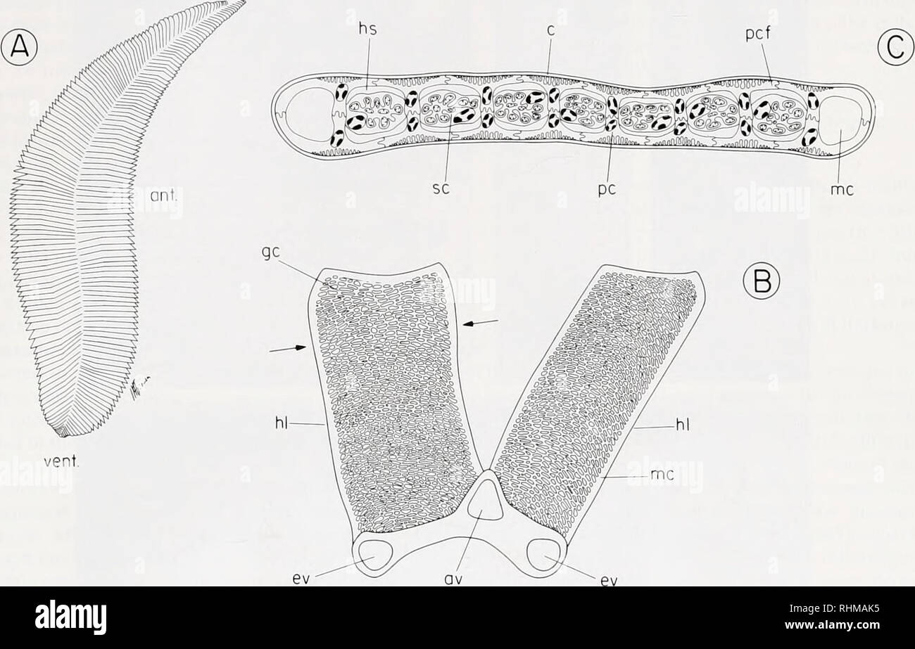 . The Biological bulletin. Biology; Zoology; Biology; Marine Biology ...