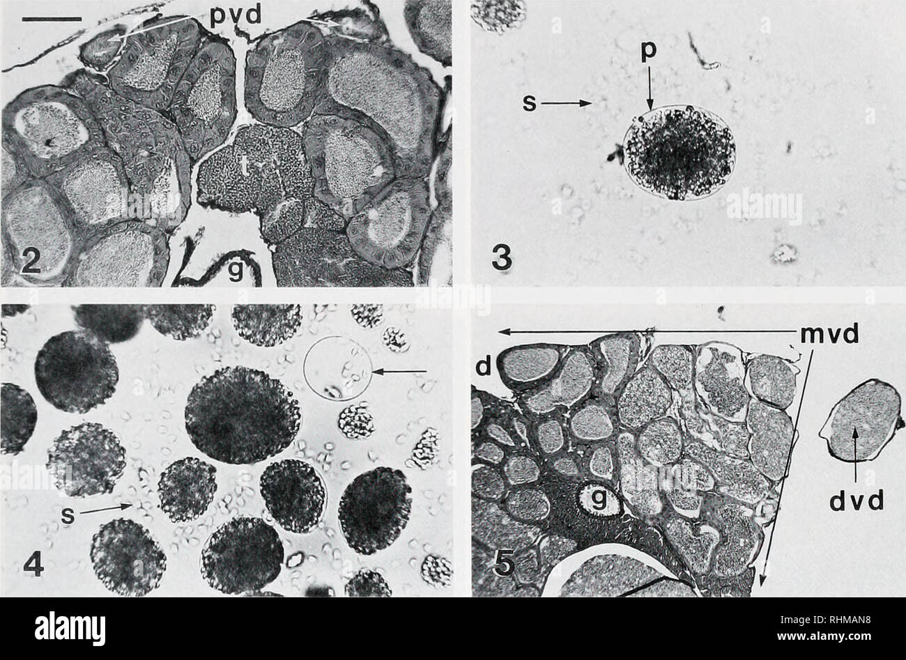 . The Biological bulletin. Biology; Zoology; Biology; Marine Biology ...