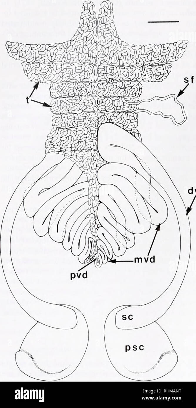 . The Biological bulletin. Biology; Zoology; Biology; Marine Biology ...