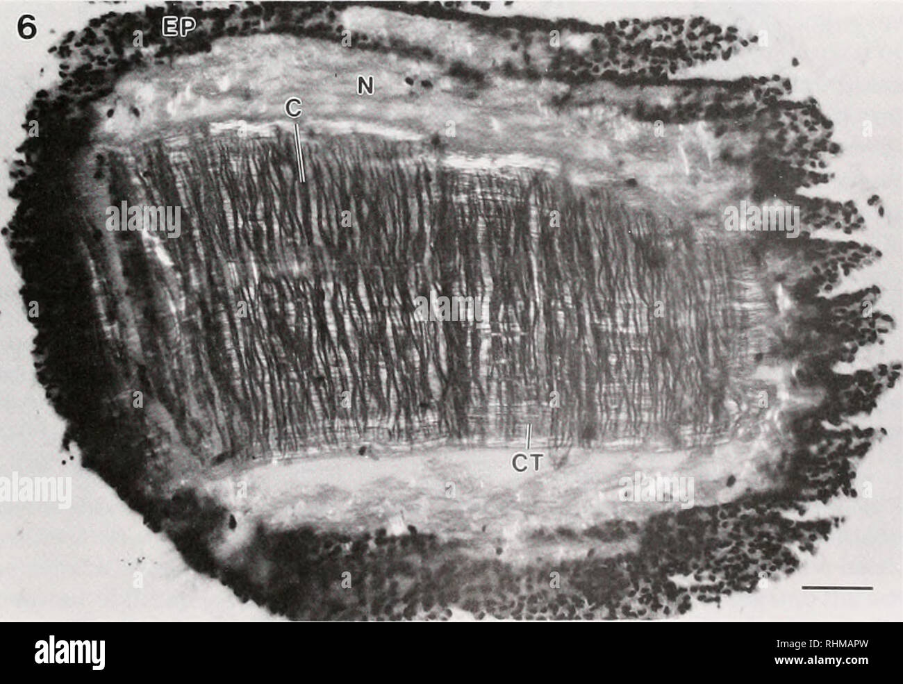 . The Biological bulletin. Biology; Zoology; Biology; Marine Biology ...
