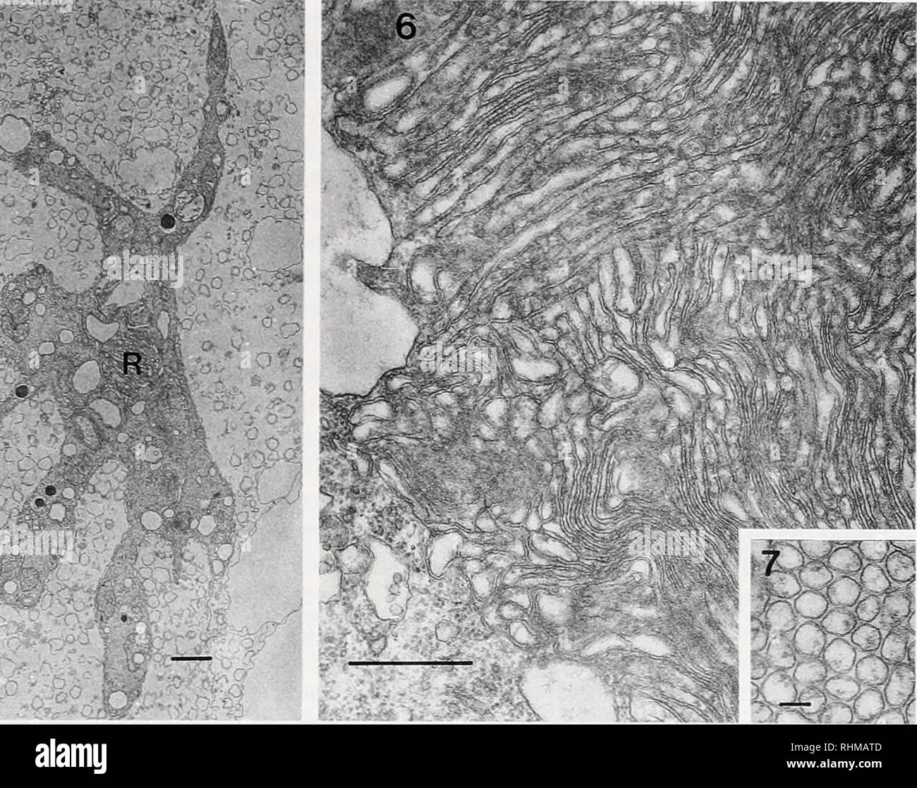 Cell ultrastructure hi-res stock photography and images - Alamy