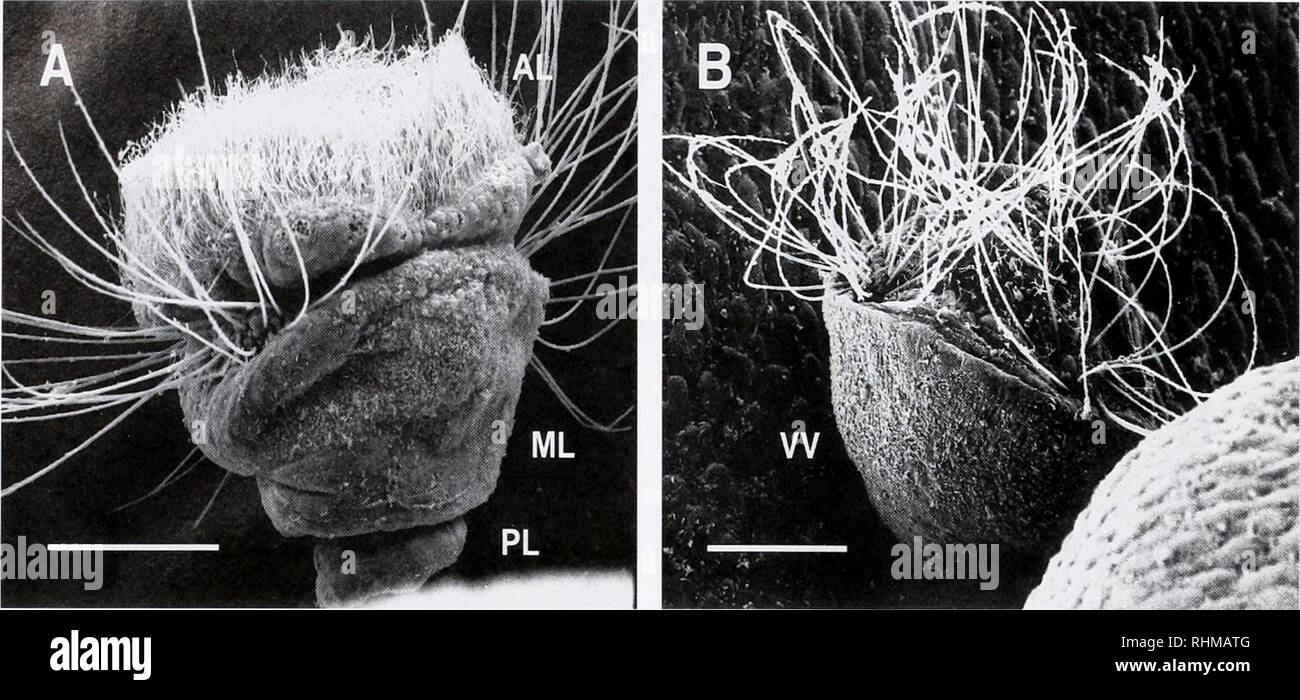 . The Biological bulletin. Biology; Zoology; Biology; Marine Biology ...