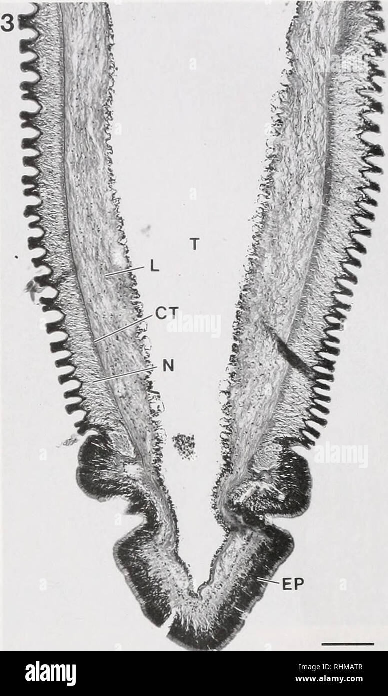 Coelomic cavity hi-res stock photography and images - Alamy