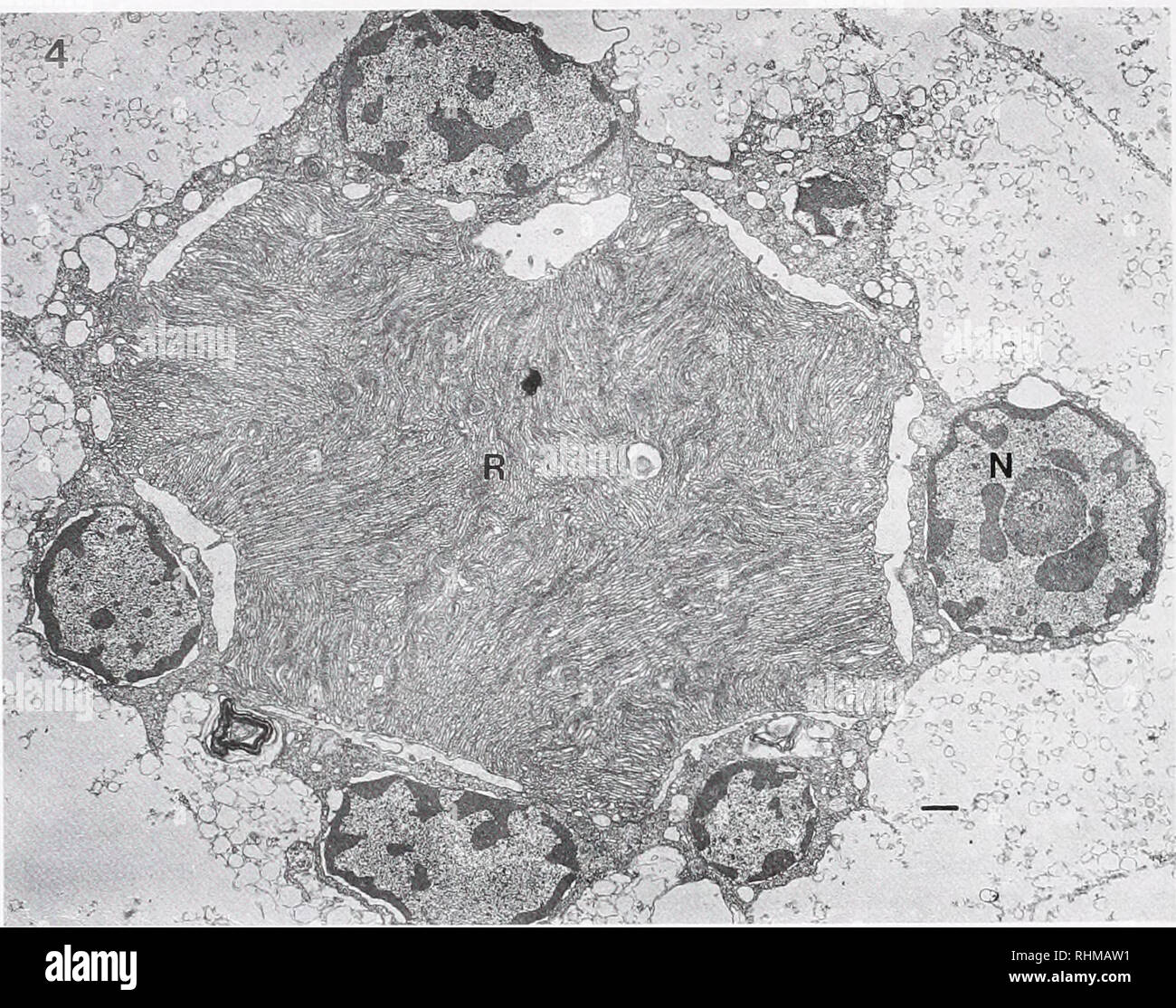Cytoplasmic region hi-res stock photography and images - Alamy