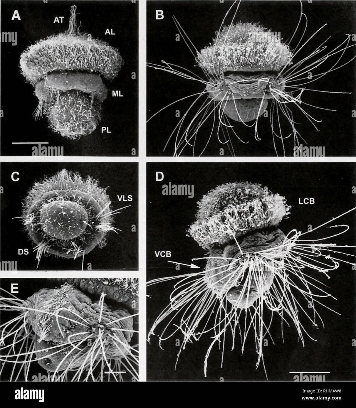 . The Biological bulletin. Biology; Zoology; Biology; Marine Biology ...