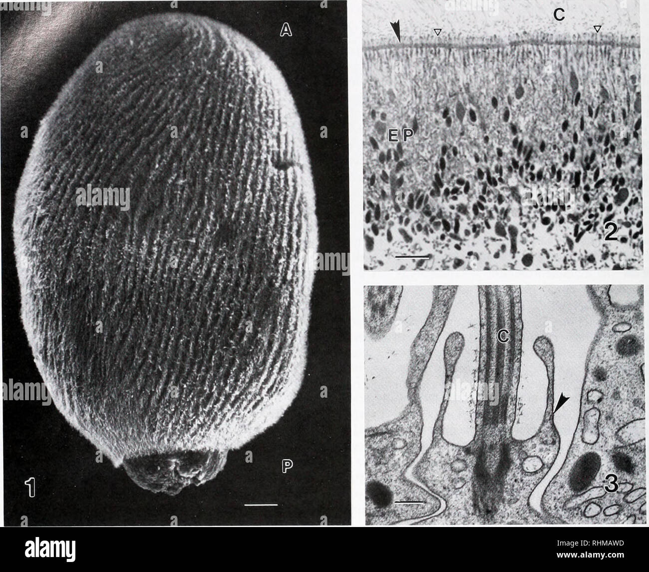 . The Biological bulletin. Biology; Zoology; Biology; Marine Biology ...