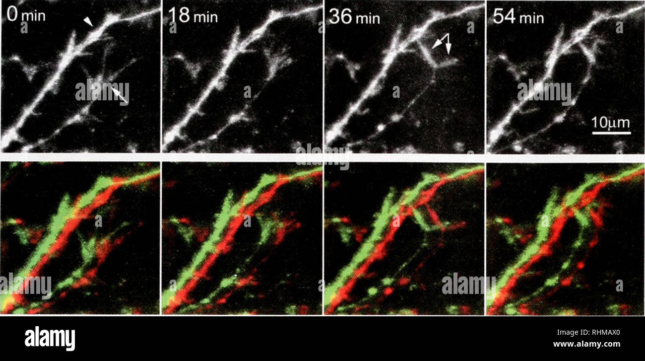 . The Biological bulletin. Biology; Zoology; Biology; Marine Biology ...