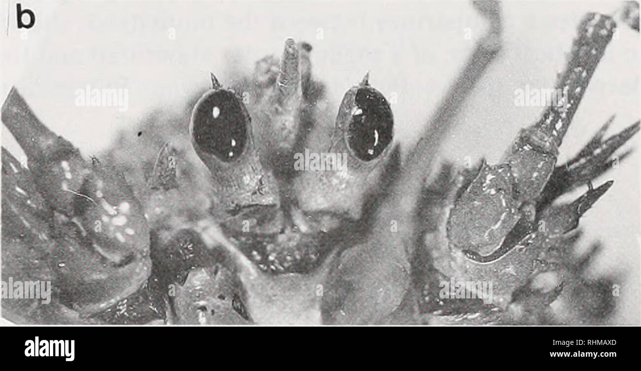 Natsushima hi-res stock photography and images - Alamy