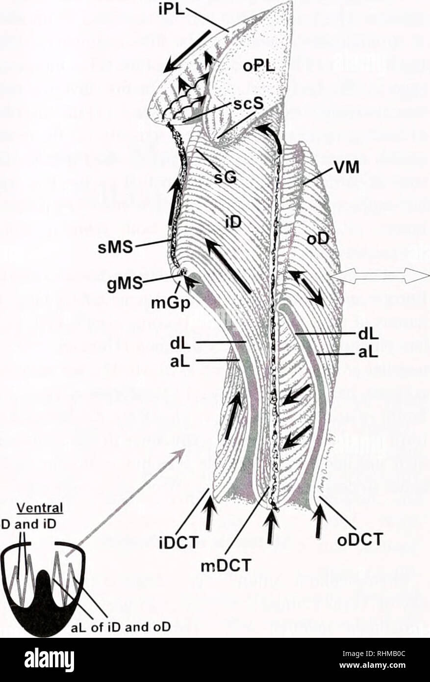 . The Biological bulletin. Biology; Zoology; Biology; Marine Biology ...