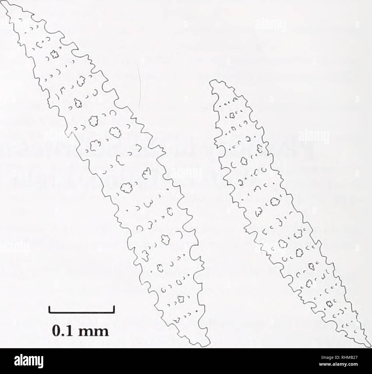 Polyphe hi-res stock photography and images - Alamy
