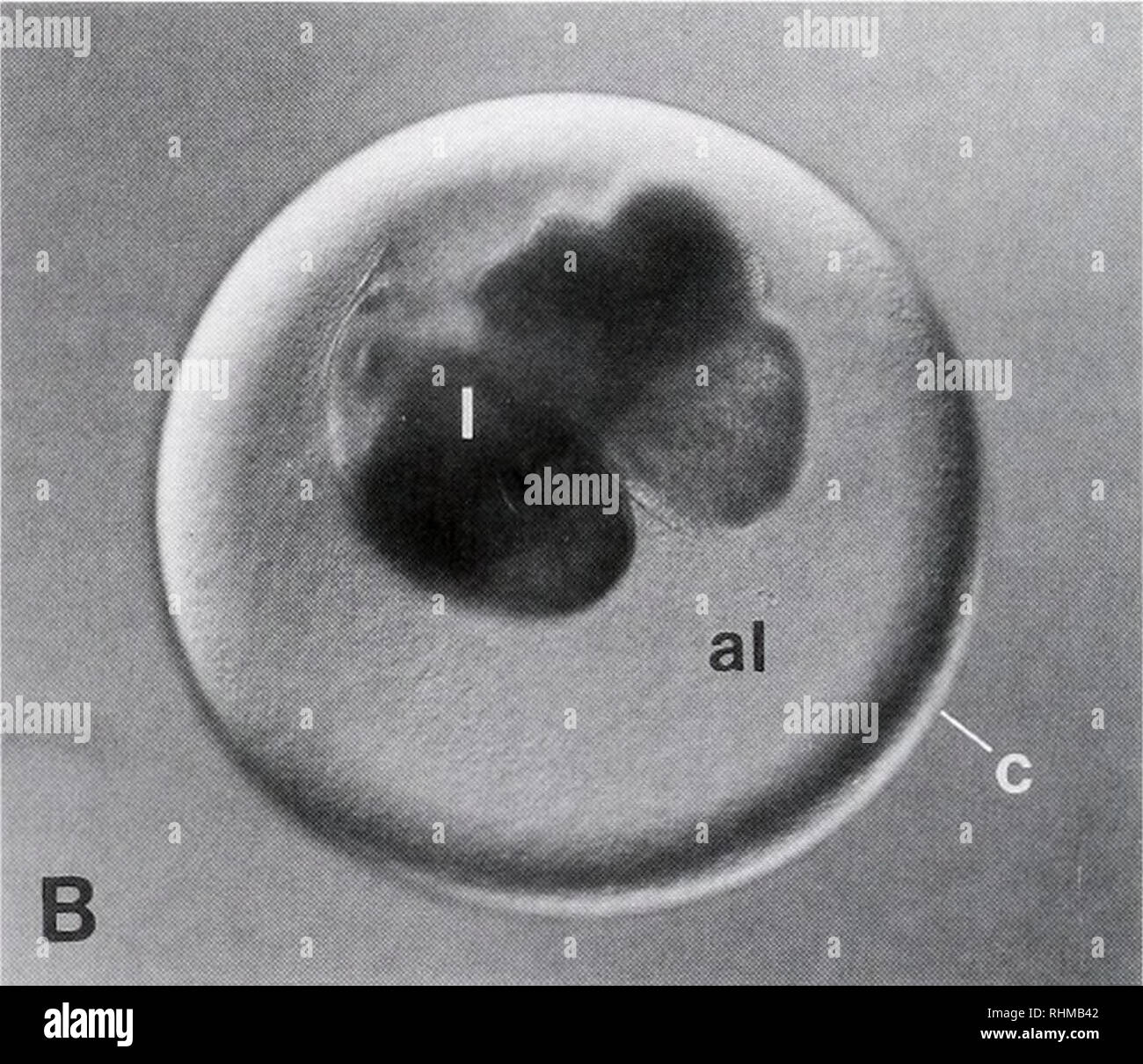 . The Biological bulletin. Biology; Zoology; Biology; Marine Biology. B ...