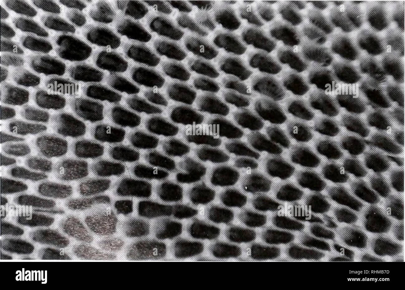 Ooid hi-res stock photography and images - Alamy