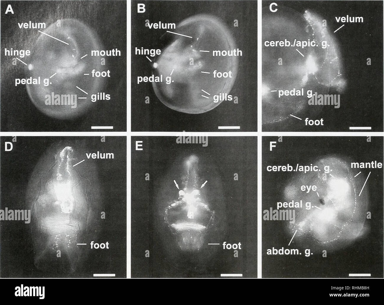 Larva with outer gills hi-res stock photography and images - Alamy