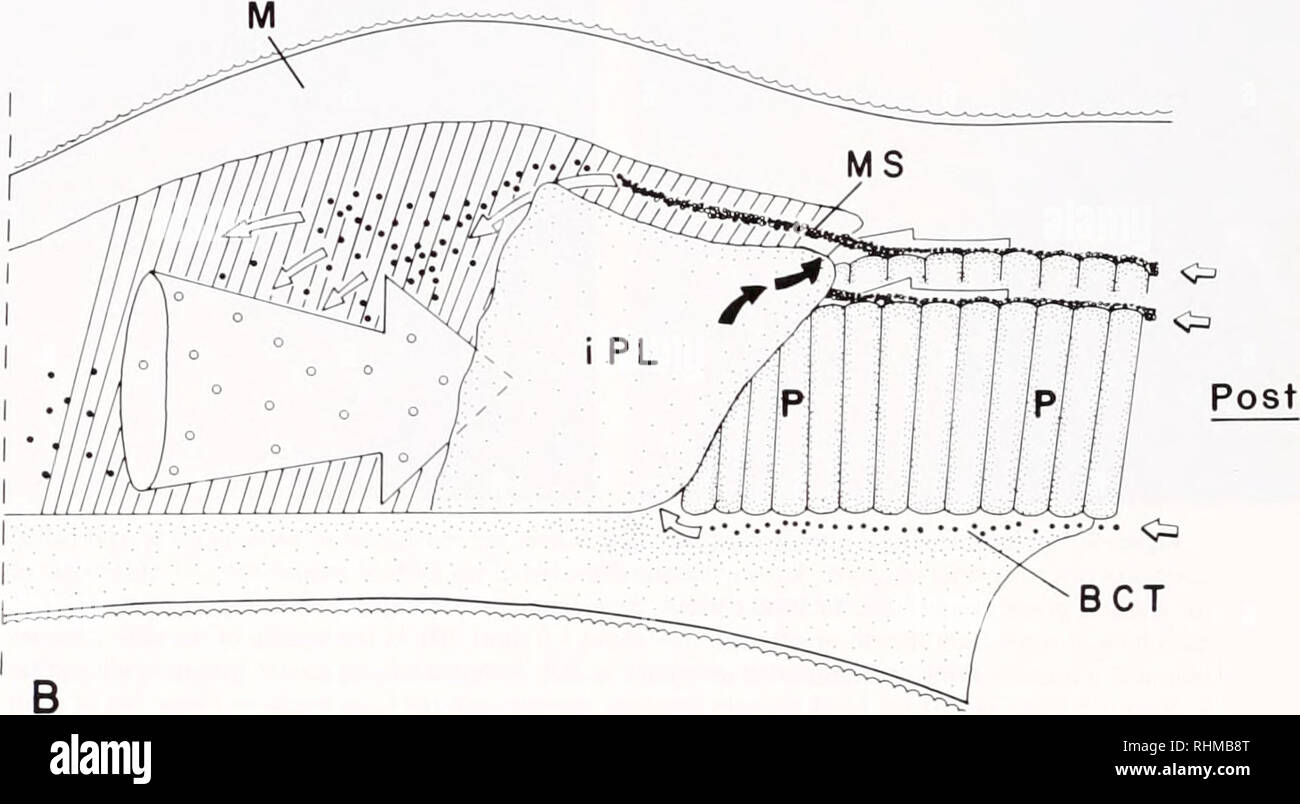 Anterior cut away view hi-res stock photography and images - Alamy
