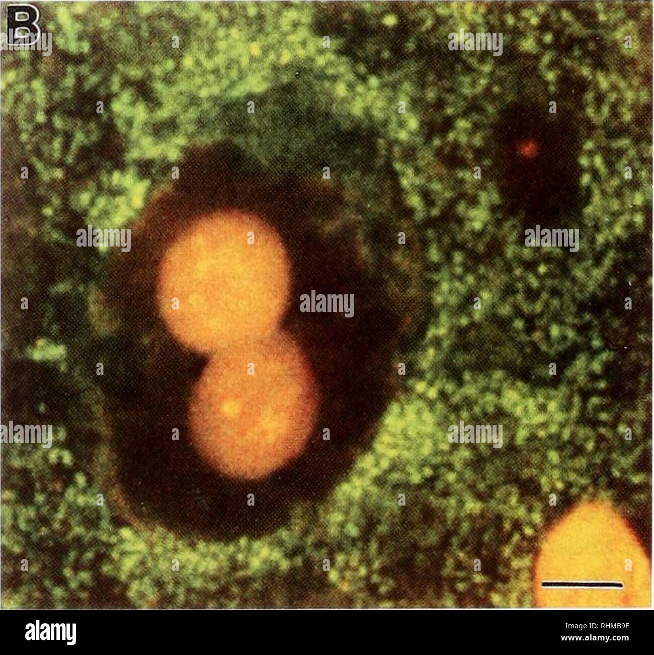 . The Biological bulletin. Biology; Zoology; Biology; Marine Biology ...