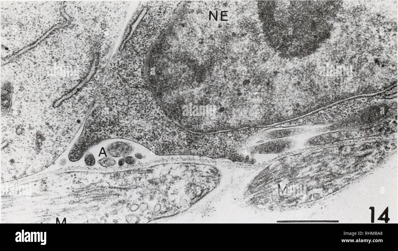 . The Biological bulletin. Biology; Zoology; Biology; Marine Biology ...