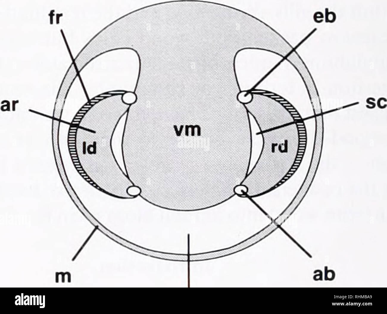 . The Biological bulletin. Biology; Zoology; Biology; Marine Biology ...
