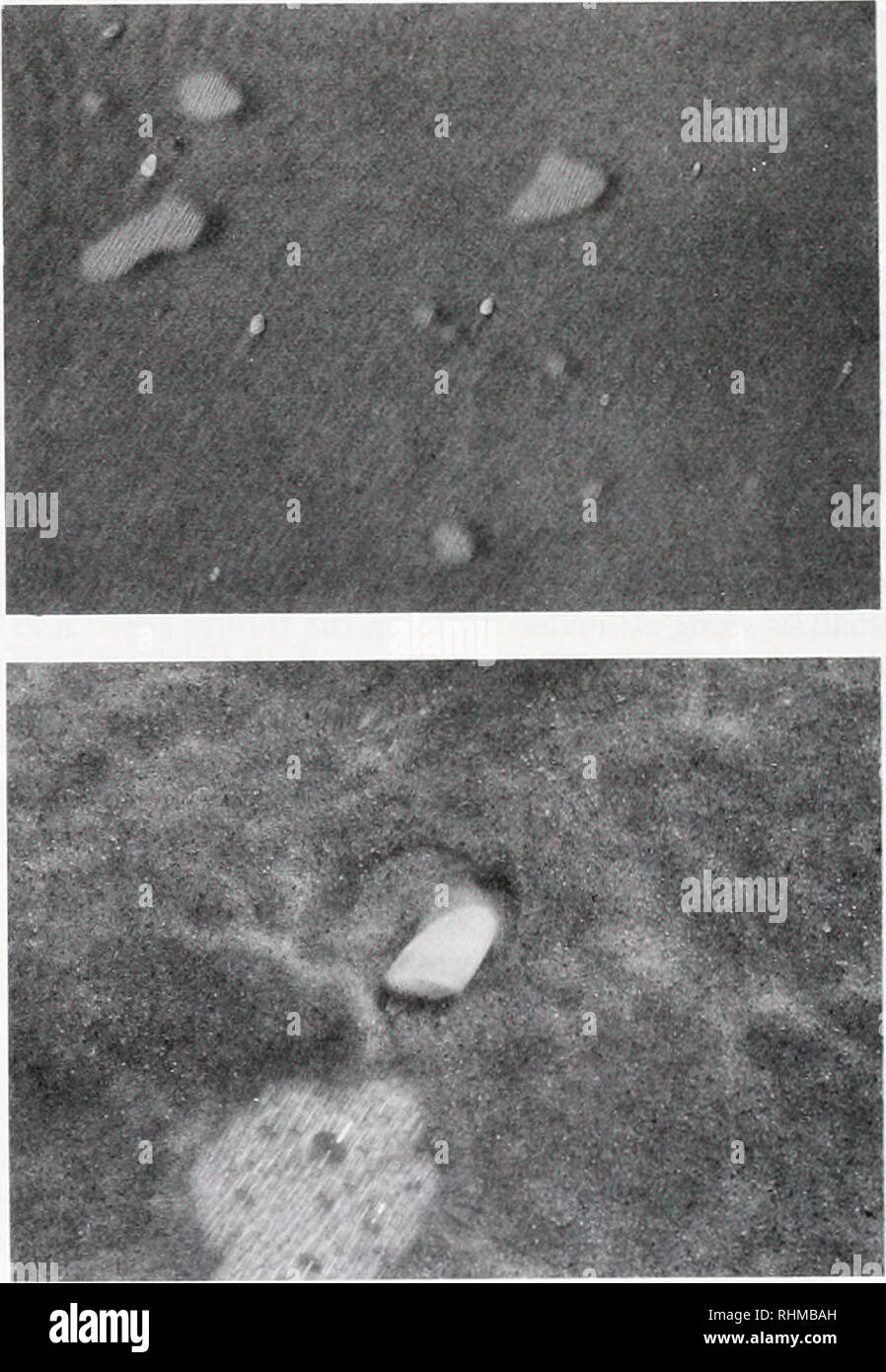 . The Biological bulletin. Biology; Zoology; Biology; Marine Biology ...