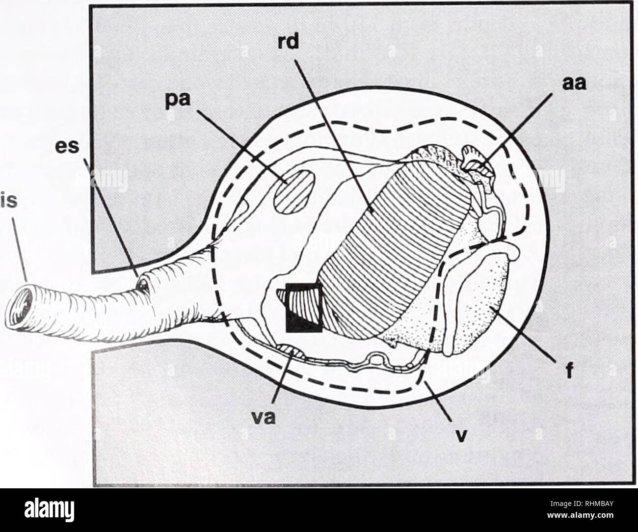 Shipworm Anatomy