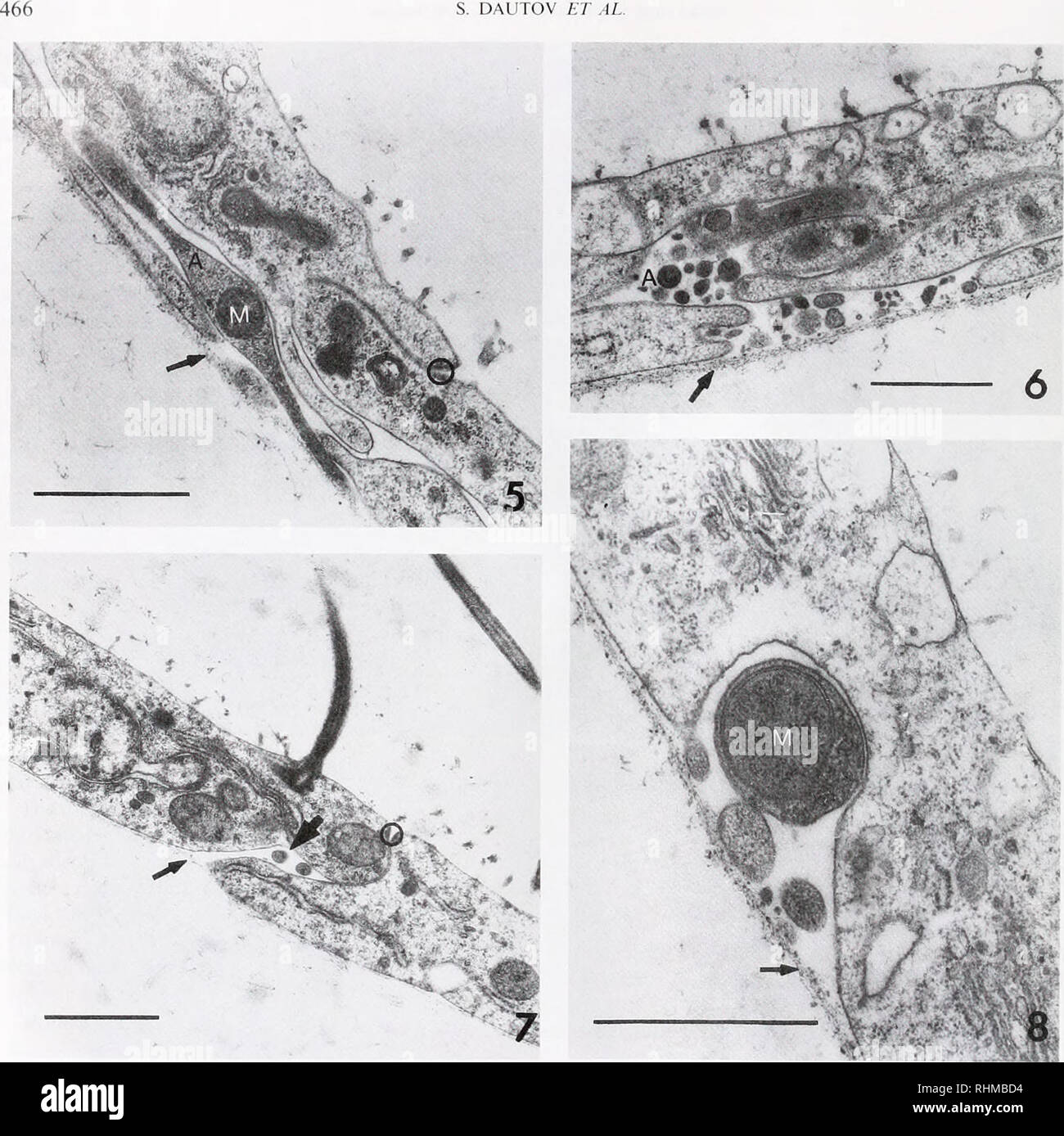 Tem mitochondria hi-res stock photography and images - Alamy