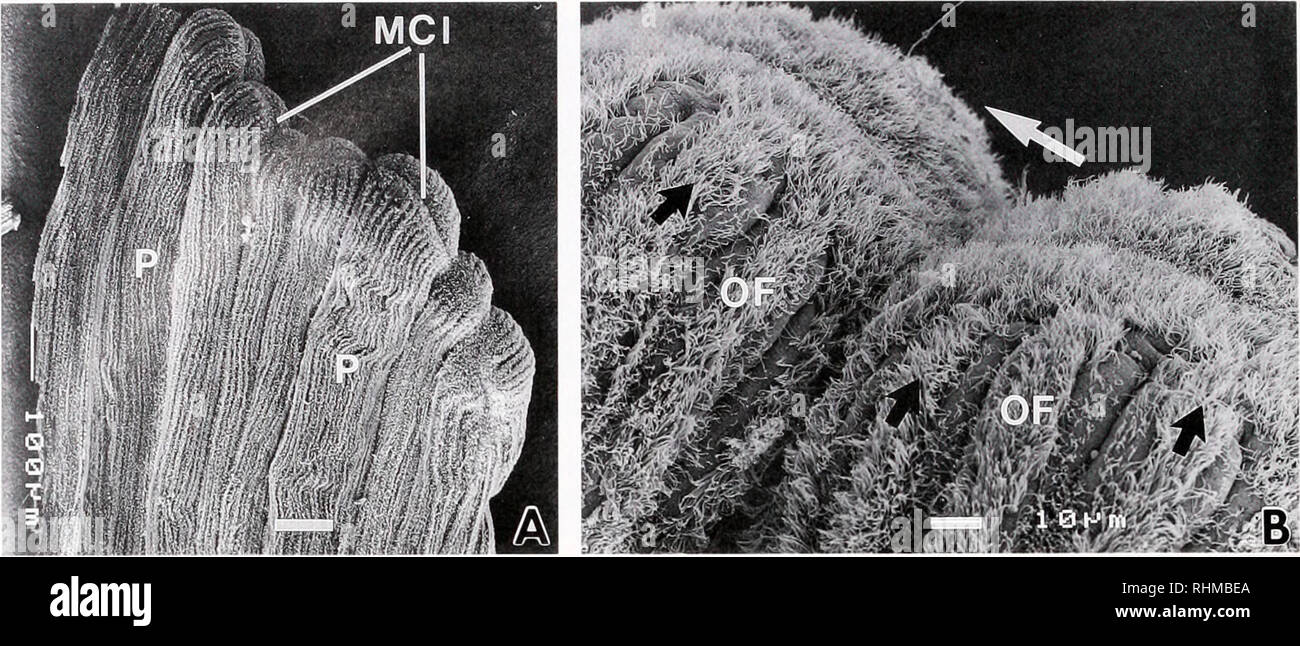 . The Biological bulletin. Biology; Zoology; Biology; Marine Biology ...