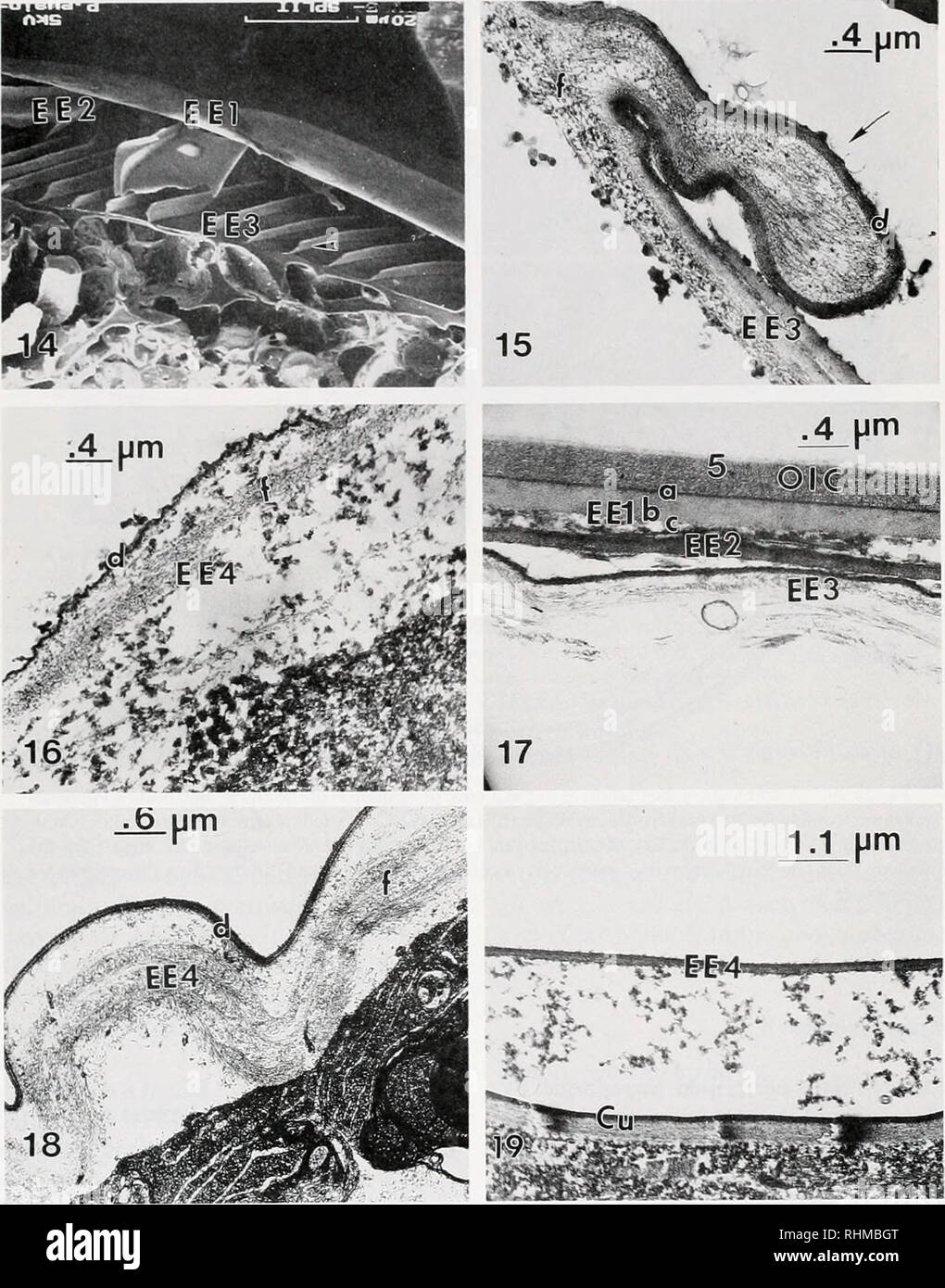 . The Biological bulletin. Biology; Zoology; Biology; Marine Biology ...