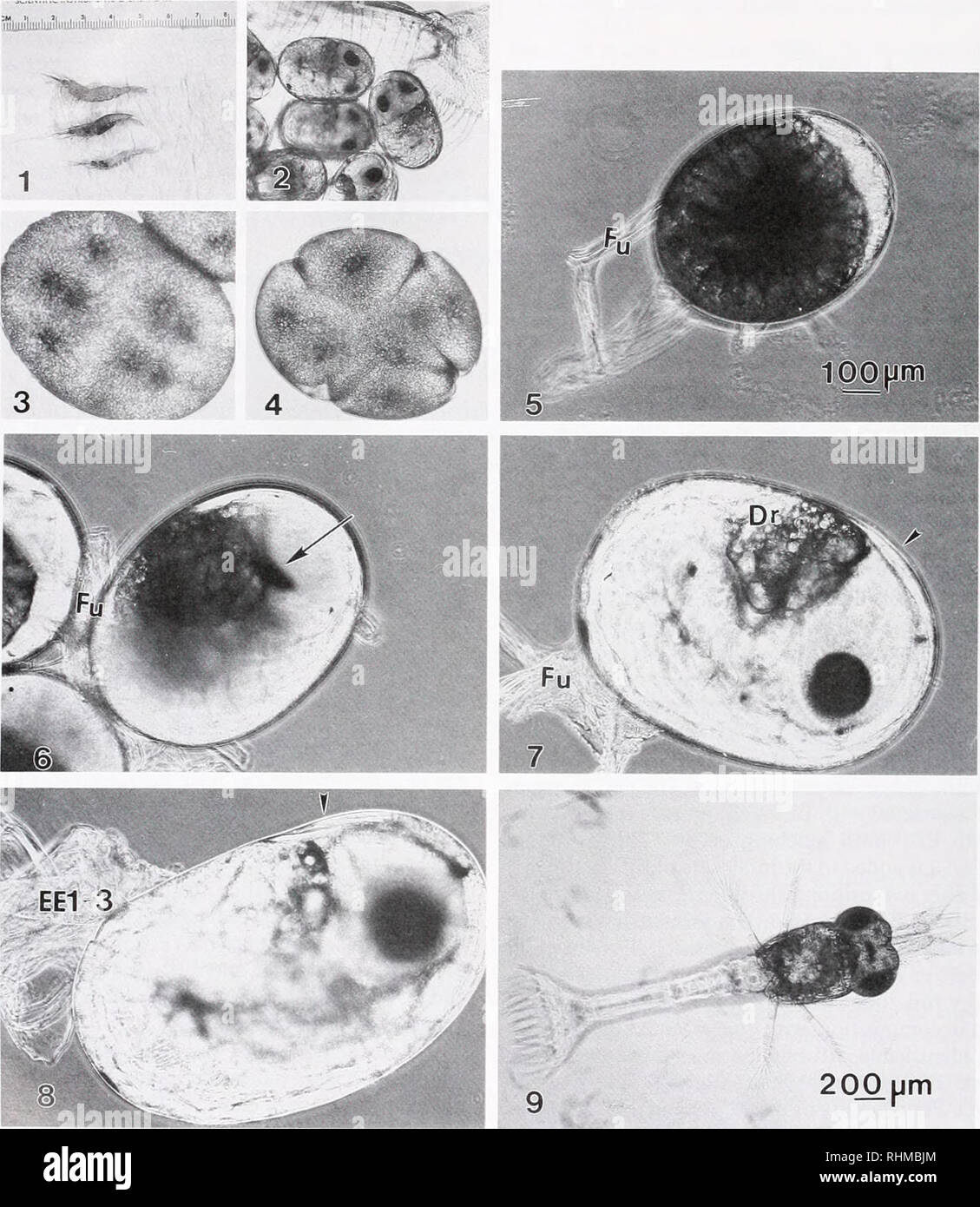 . The Biological bulletin. Biology; Zoology; Biology; Marine Biology ...