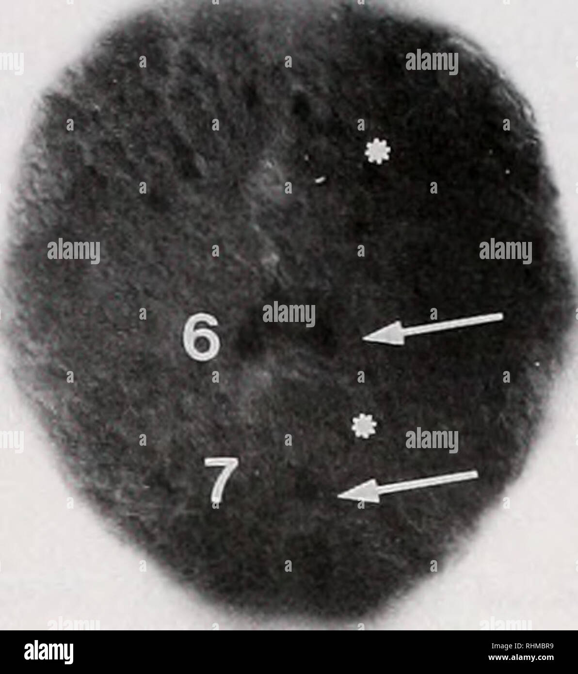 . The Biological bulletin. Biology; Zoology; Biology; Marine Biology ...