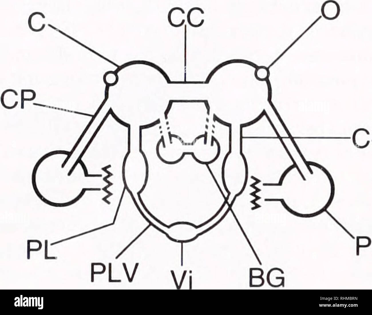 . The Biological bulletin. Biology; Zoology; Biology; Marine Biology ...