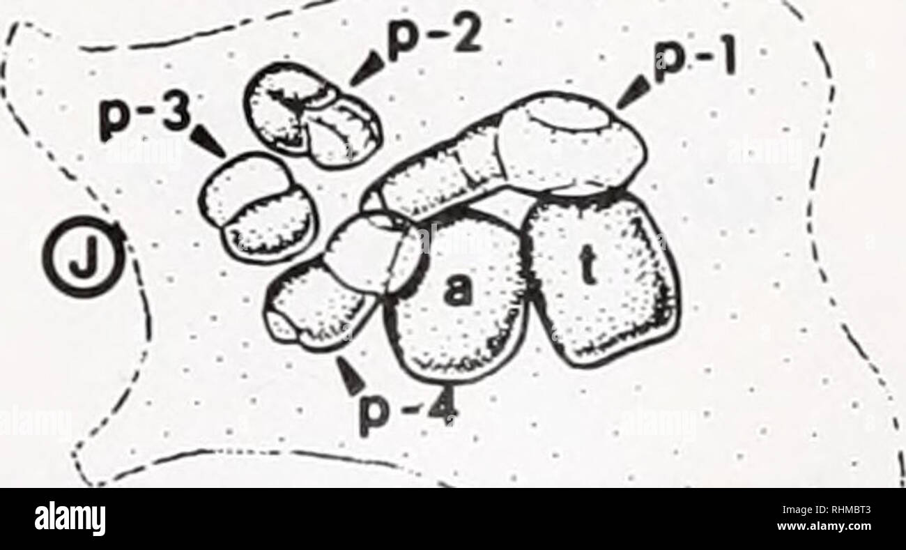 . The Biological bulletin. Biology; Zoology; Biology; Marine Biology ...